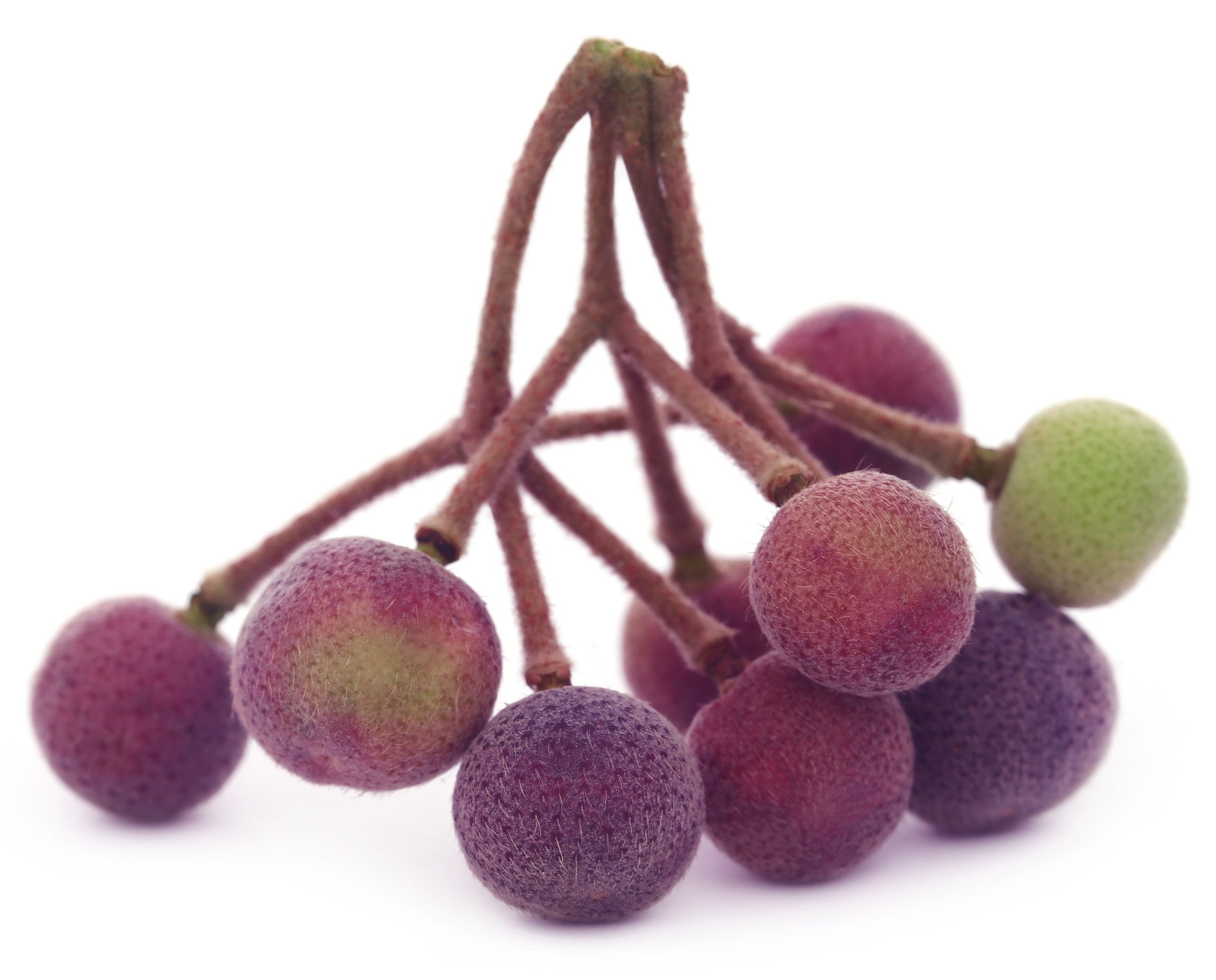 Sherbet Berry Grewia Asiatica Live Plant- Buy Online in Australia at ...