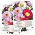 Amazon.com : 100 PINK ENGLISH DAISY SEEDS (Bellis Perennis 'Tasso Pink ...