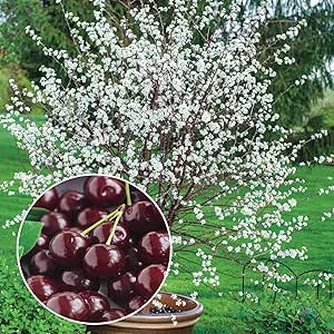 Amazon.com : GURNEY'S - Juliet Dwarf Cherry Tree – Our Sweetest Cherry ...