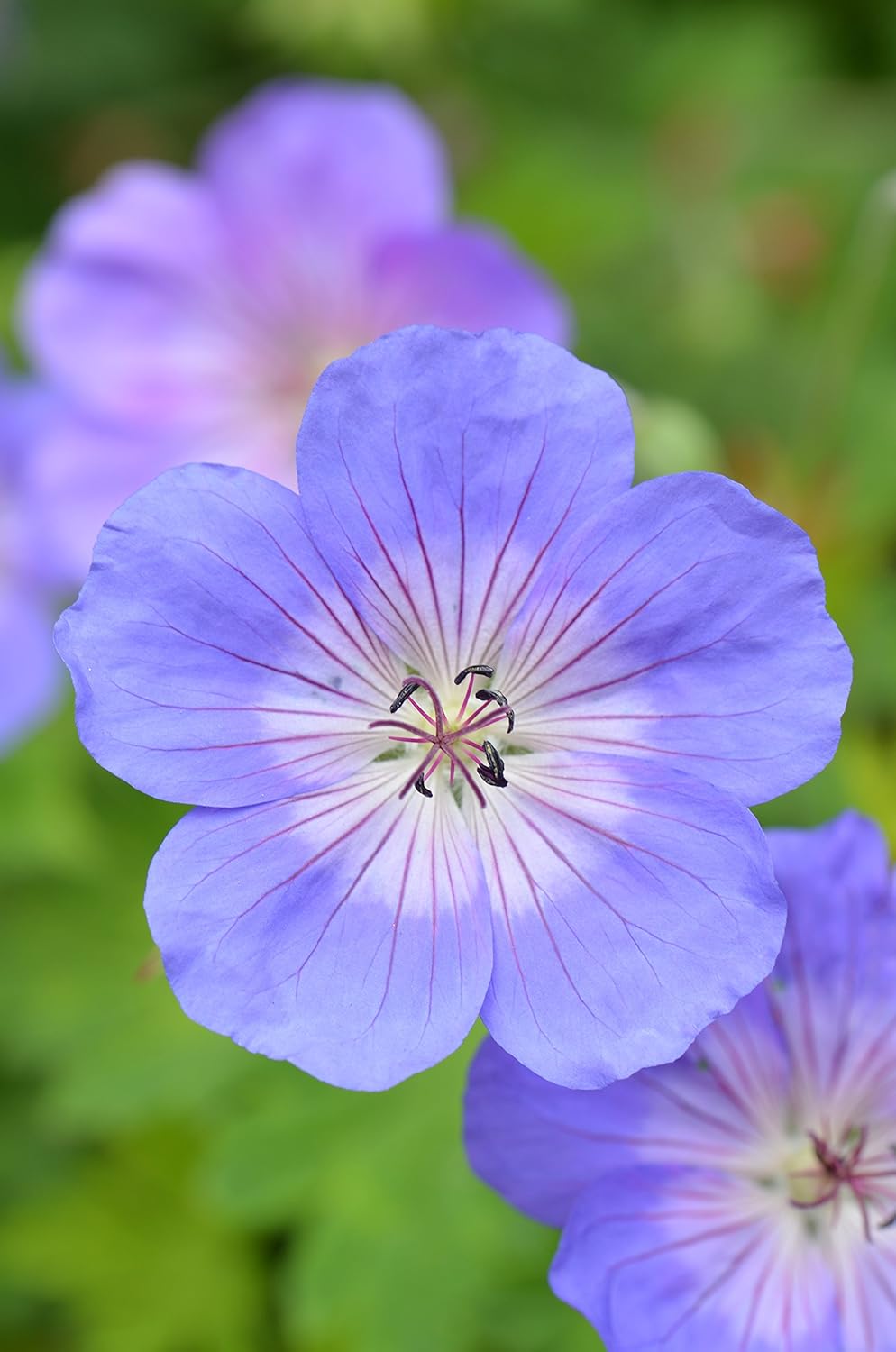 Geranium 'Rozanne': Amazon.co.uk: Garden & Outdoors