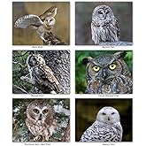 Amazon.com : Small World Greetings Owl Notecards with Identification on ...