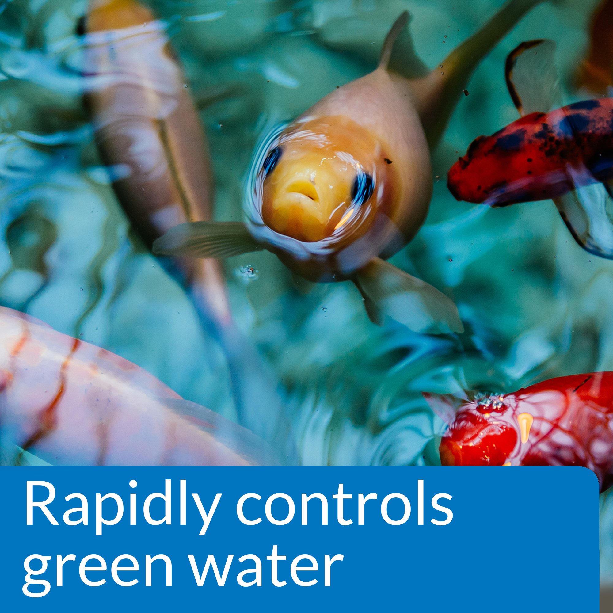 Mua API POND ALGAE CURE Control Solution Safe For Pets When Used As Mua API POND ALGAE CURE Control Solution Safe For Pets When Used As