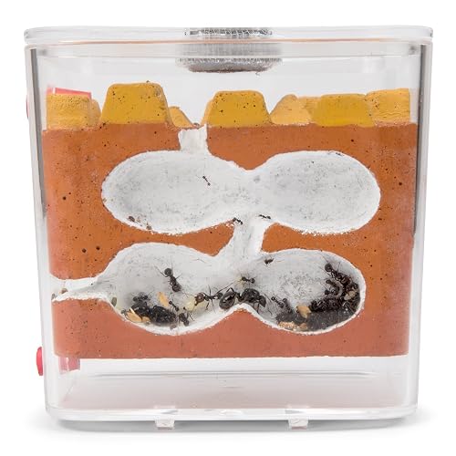 Ant Farm Biorama Kit (Formicarium, Educational, Ants) in Saudi Arabia ...