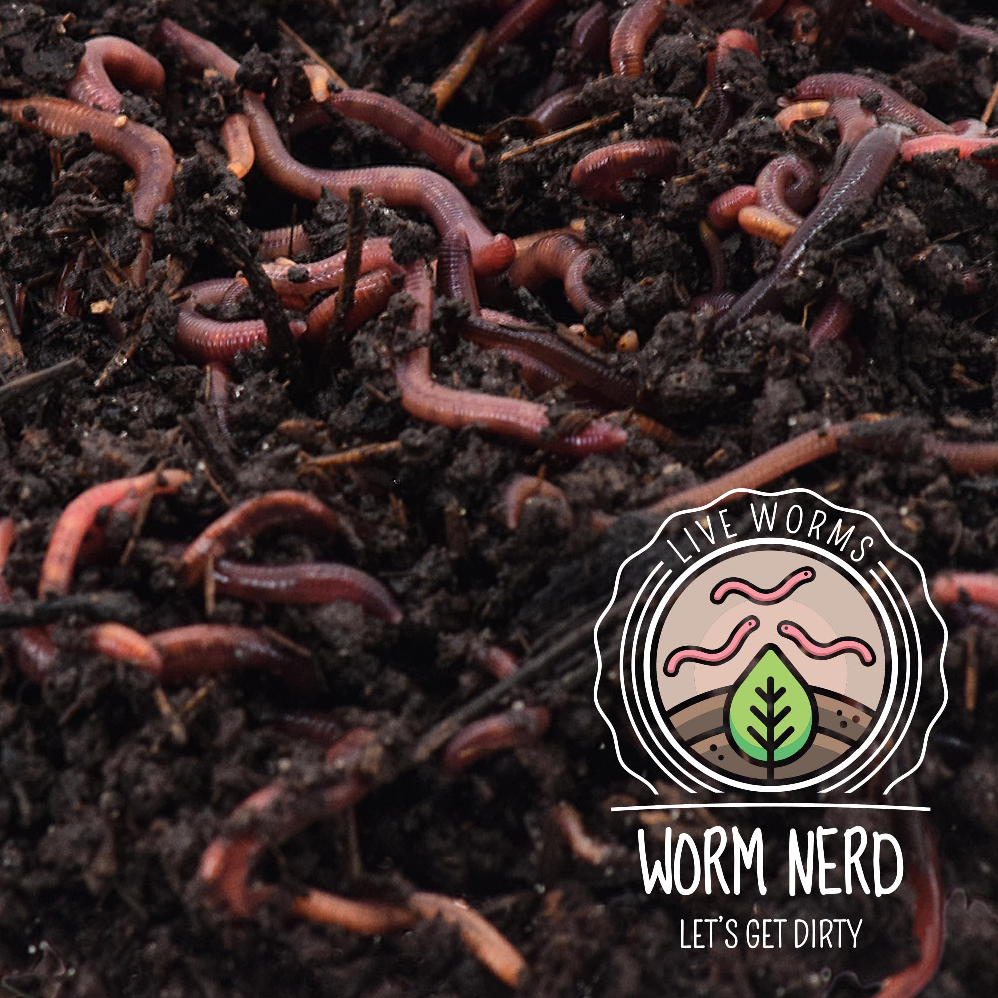 Mua Composting Worms – Live Red Wriggler Compost Worms Mix ...