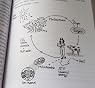 Bridging Science and Spirit: The Genius of William A. Tiller's Physics ...