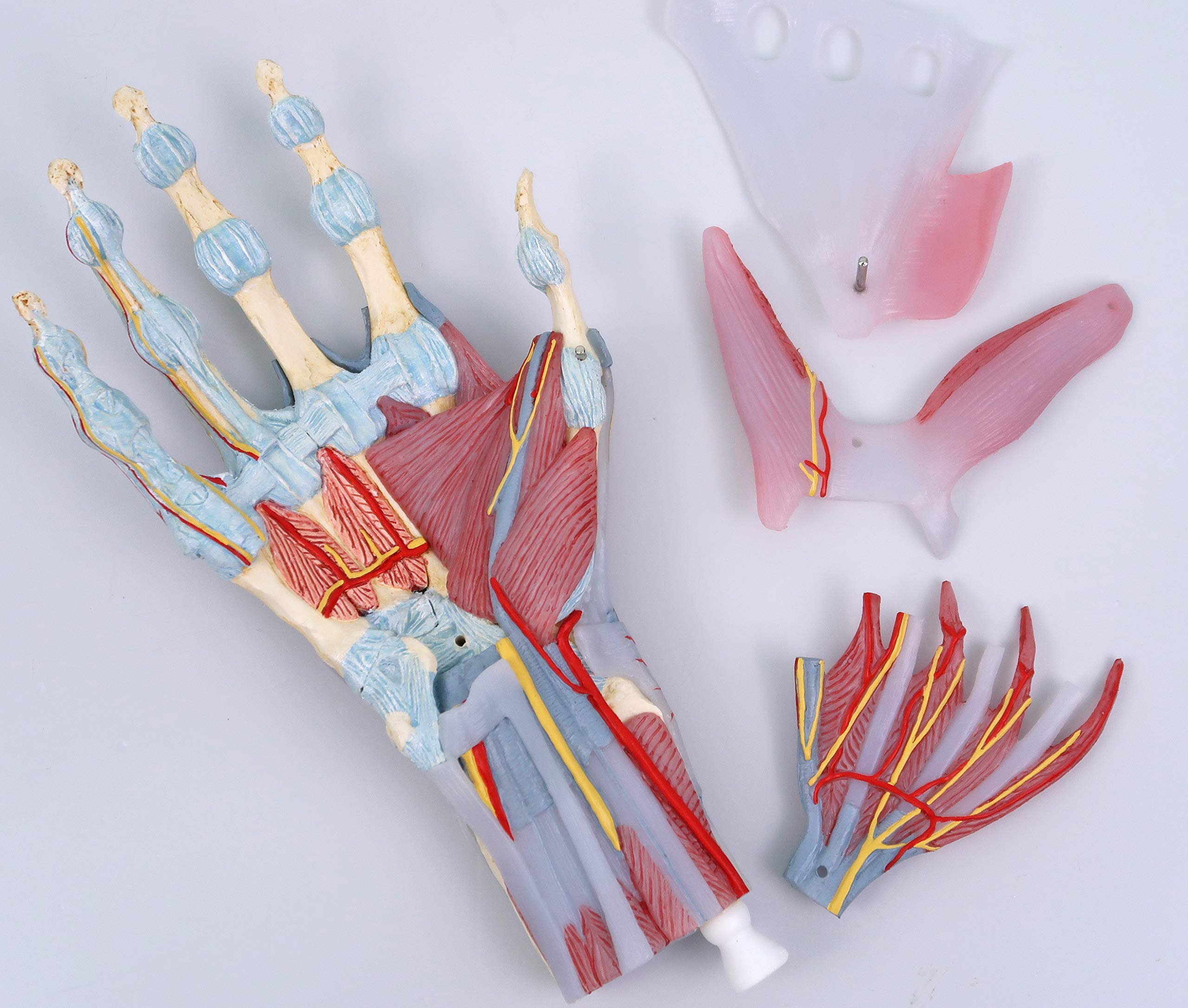 Mua Hand joint model for observing the anatomical structure of the hand ...