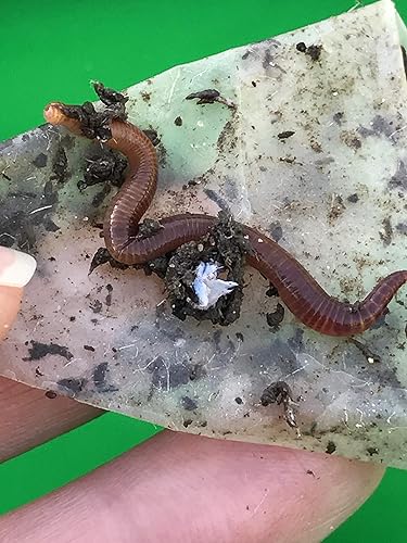 1000 Red Wigglers Composting Worms VERMI Indoor Compost Worm castings ...