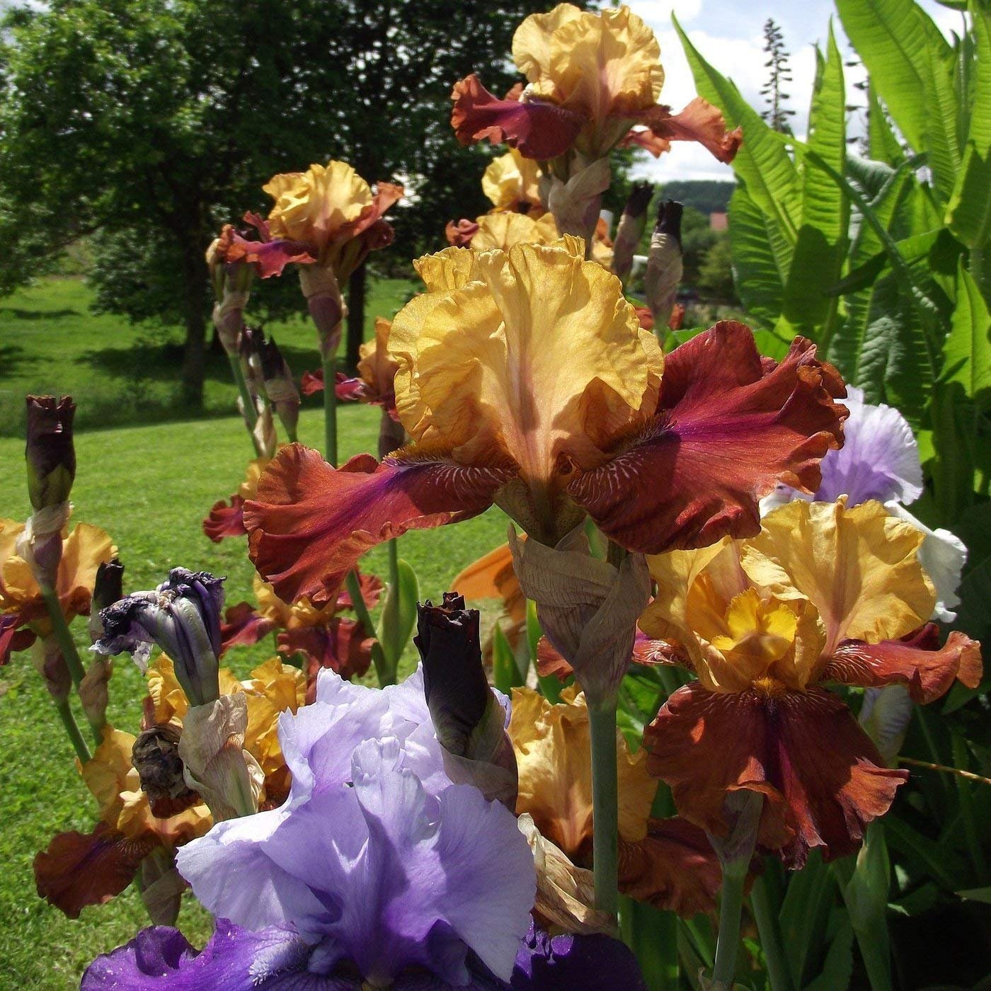 Fragrant Bearded Mixed Color,Iris Cloud Ballet - Large Rhizome - Blooms ...