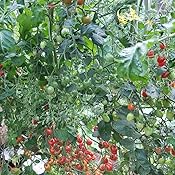 Levington 118002 18 kg Giant Tomorite Planter with Sea Weed: Amazon.co ...