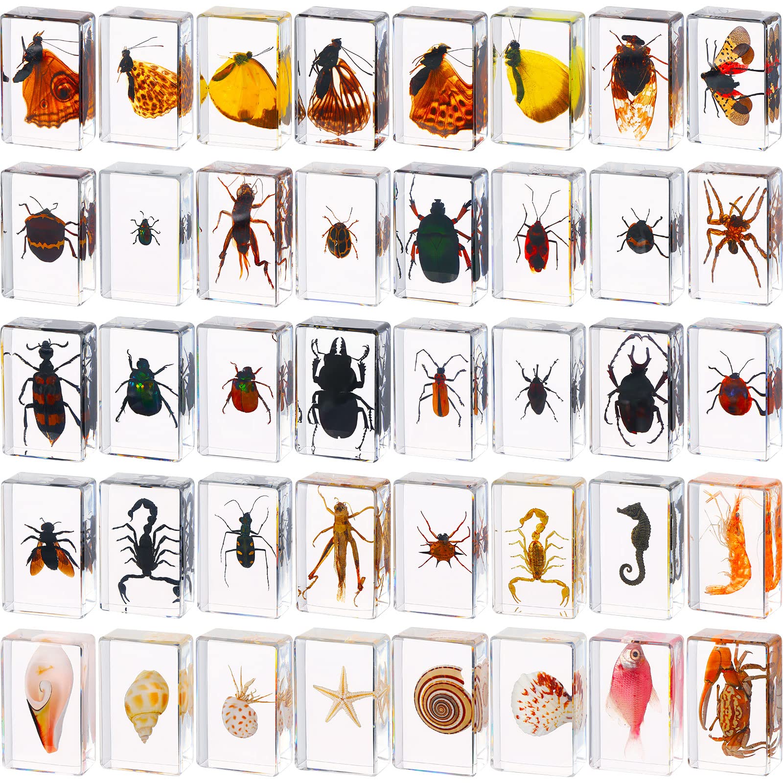 Mua 40 Pcs Insect in Resin Specimen Bugs Collection Paperweights Real ...
