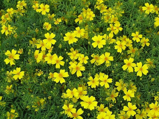 Tagetes tenuifolia, Lemon Marigold - Lemon Gem, 0.25g approx 250 seeds ...