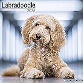 Labradoodles | 2025 12 x 24 Inch Monthly Square Wall Calendar | Plastic ...