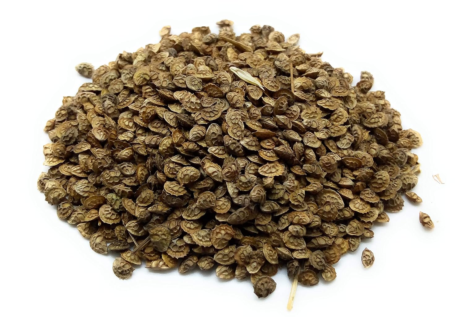 Onobrychis viciifolia, Sainfoin, 25g Approx 1500 Seeds, untreated ...