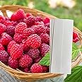 Amazon.com : Joan J Thornless Raspberry Plants - Raspberry Supports ...