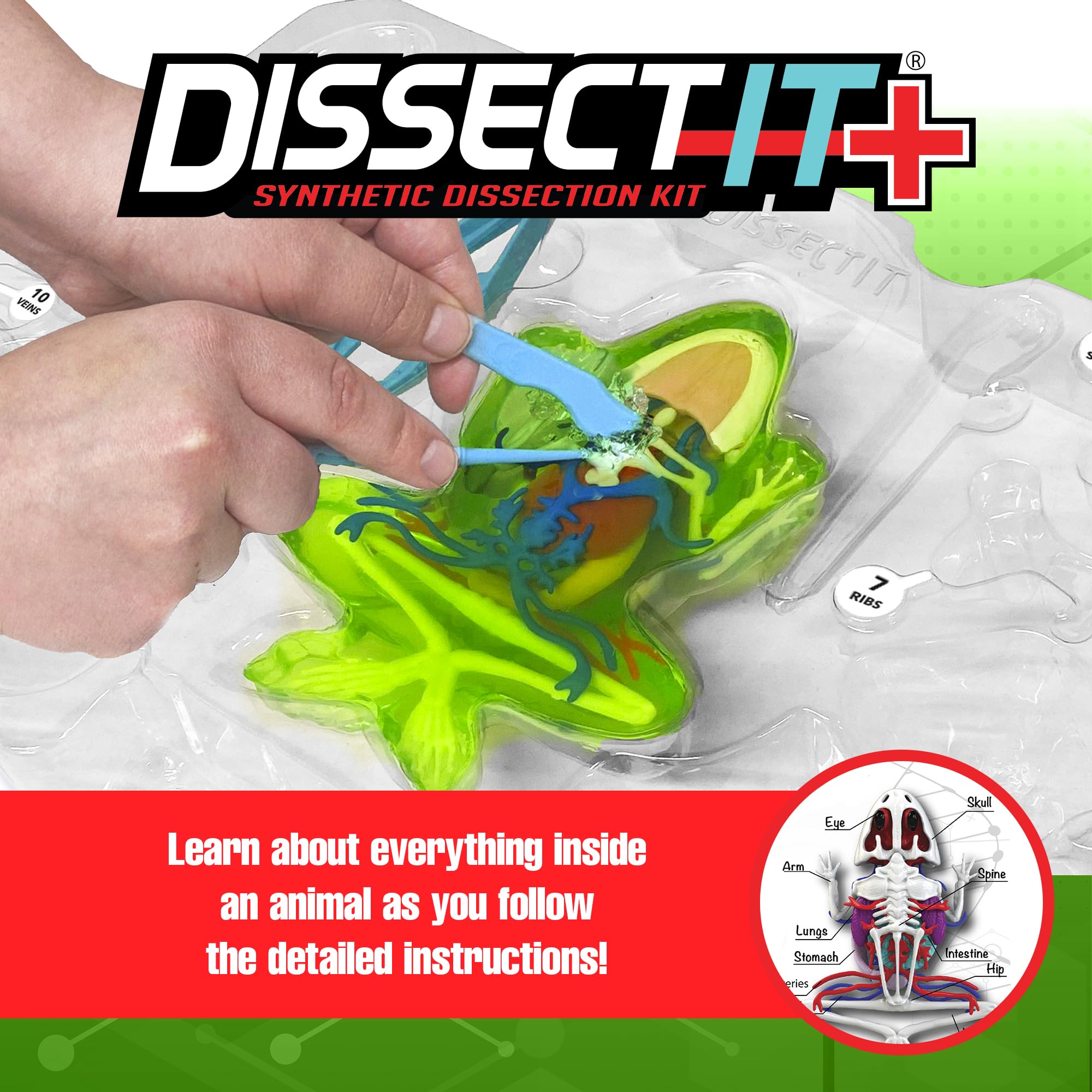 Mua Dissect-It Kit for Kids 6 Plus, Simulated Synthetic Lab Dissection ...