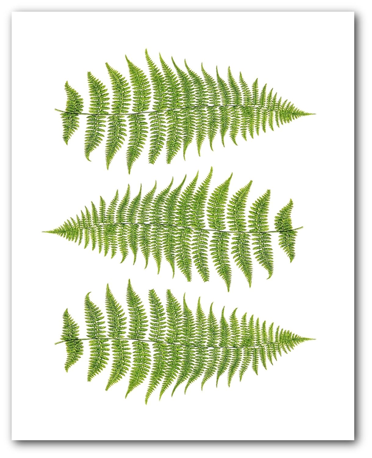 Amazon.com: Leaf Print, Botanical Lady Fern Art, 8 x 10 Inches ...