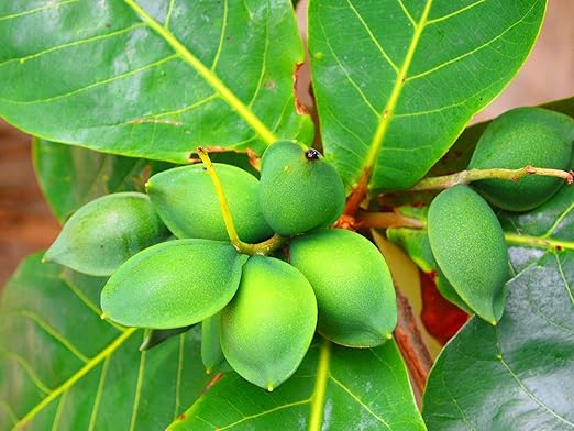 Creative Farmer Live Plant Badam Indian Almond False Kamani Slender ...