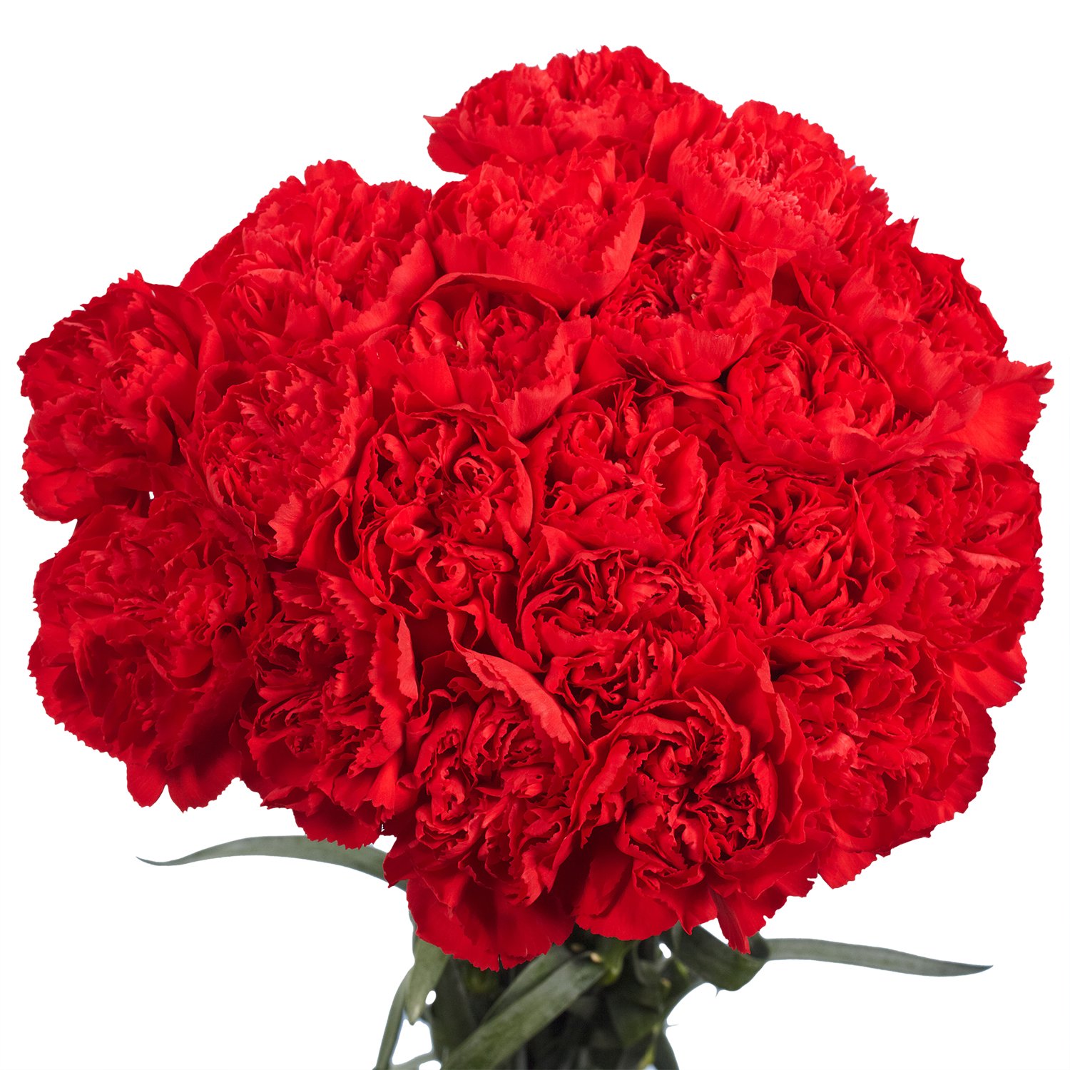 Amazon.com : GlobalRose 300 Fresh Cut Pink Carnations - Fresh Flowers ...