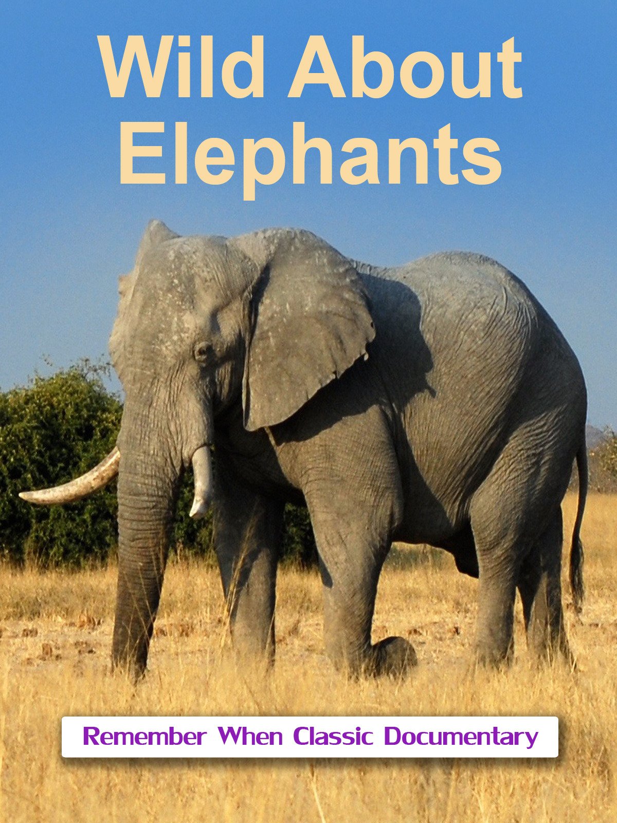 Watch Wild About - Elephants | Prime Video