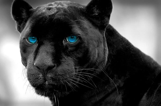 Black calm panther with blue eyes big cat animals Art Box A1 (30in x ...