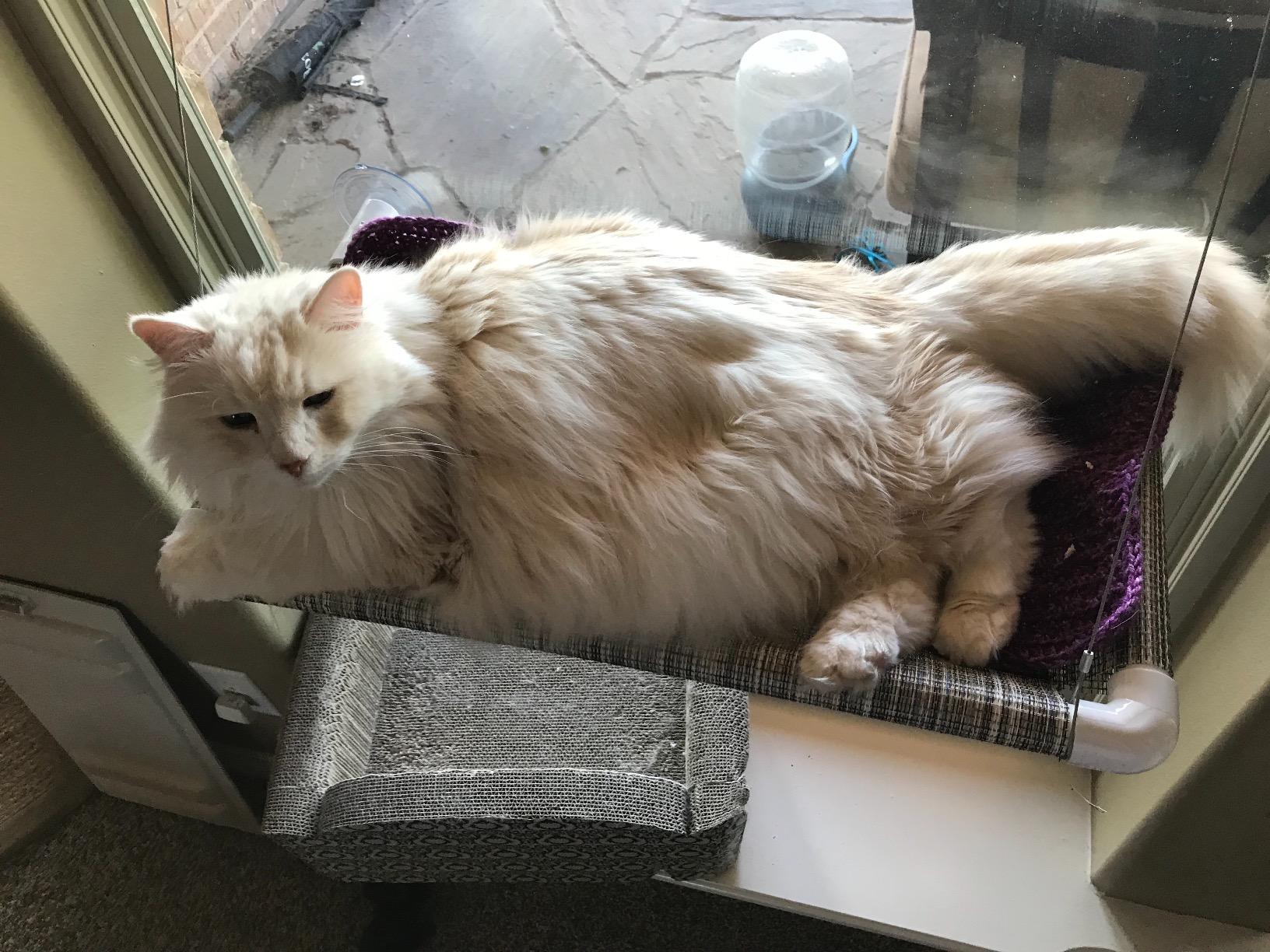 Pictures – Kitty Cot Original™