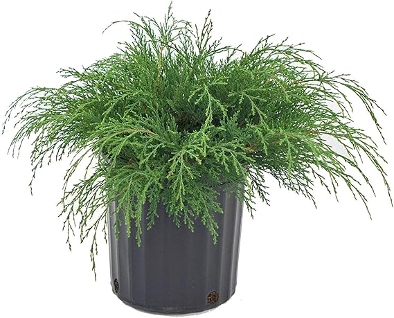 Amazon.com: Microbiota decussata (Russian Cypress) Evergreen, #2 - Size ...
