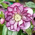 Amazon.com : Lenten Rose Seeds Helleborus Perennial Attracts ...