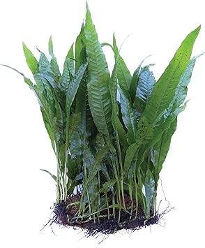 SubstrateSource Java Fern "Large Mat" Microsorum Pteropus Live Aquarium ...