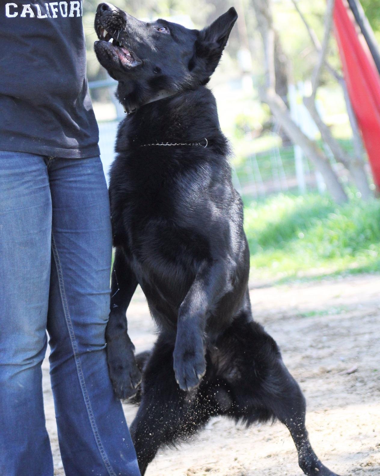 $8/mo - Finance MVP K9 Supplements Muscle Builder & Performance for ...