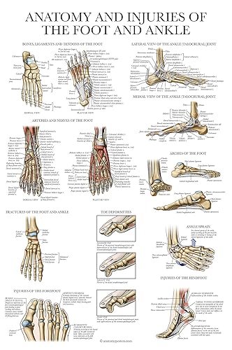 Laminated Anatomy and Injuries of the Foot and Ankle Poster ...