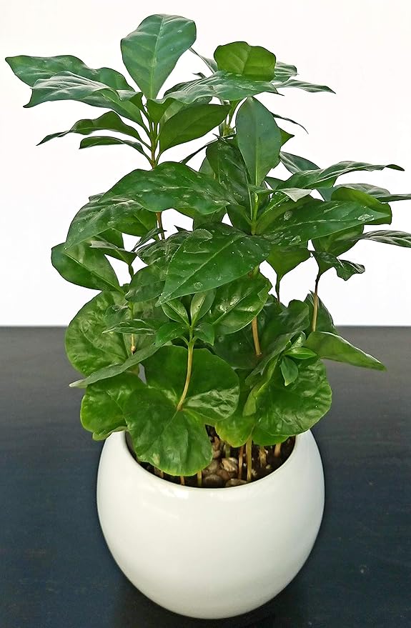 PIANTA DEL CAFFE, COFFEA ARABICA, in vaso ceramica, pianta vera: Amazon ...
