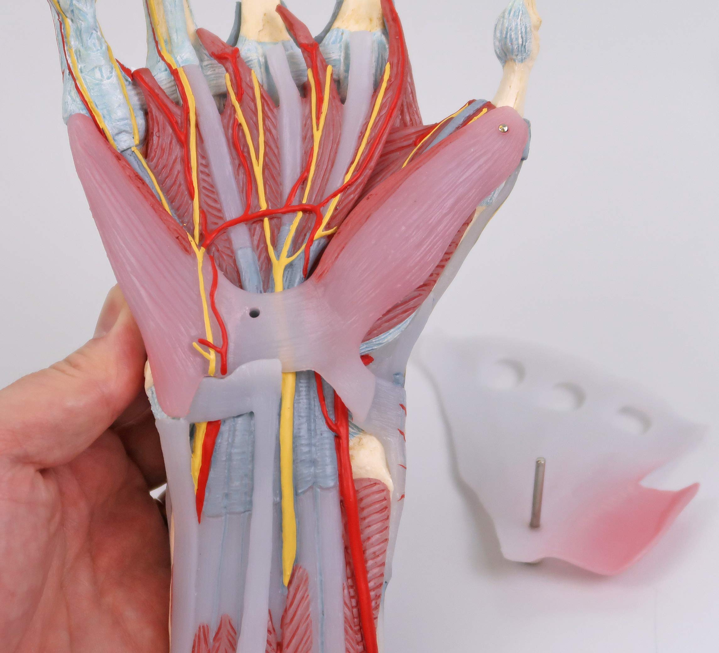 Mua Hand joint model for observing the anatomical structure of the hand ...