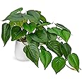 Amazon.com: DILATATA Fake Plants Indoor 8 Inch Artificial Pothos Plant ...