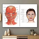 Amazon.com: Face Anatomy Poster, Facial Muscles and Veins,Esthetician ...