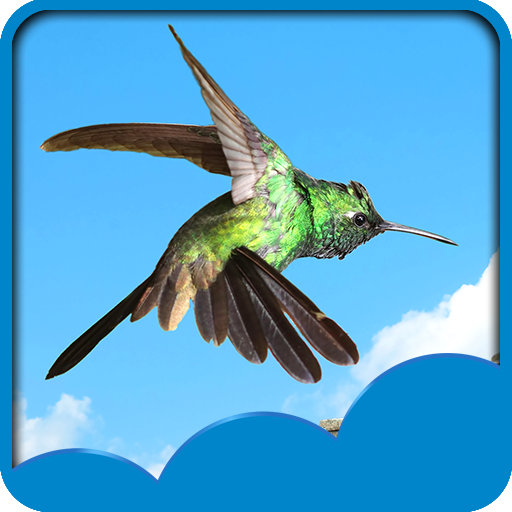 Hummingbird Live Wallpapers:Amazon.com:Appstore for Android