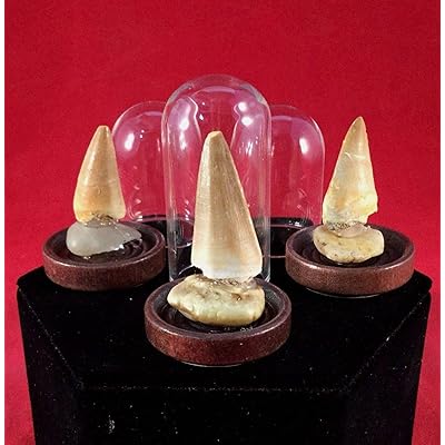 Fossilized Genuine Mosasaurus Tooth Fossil Glass Philippines | Ubuy