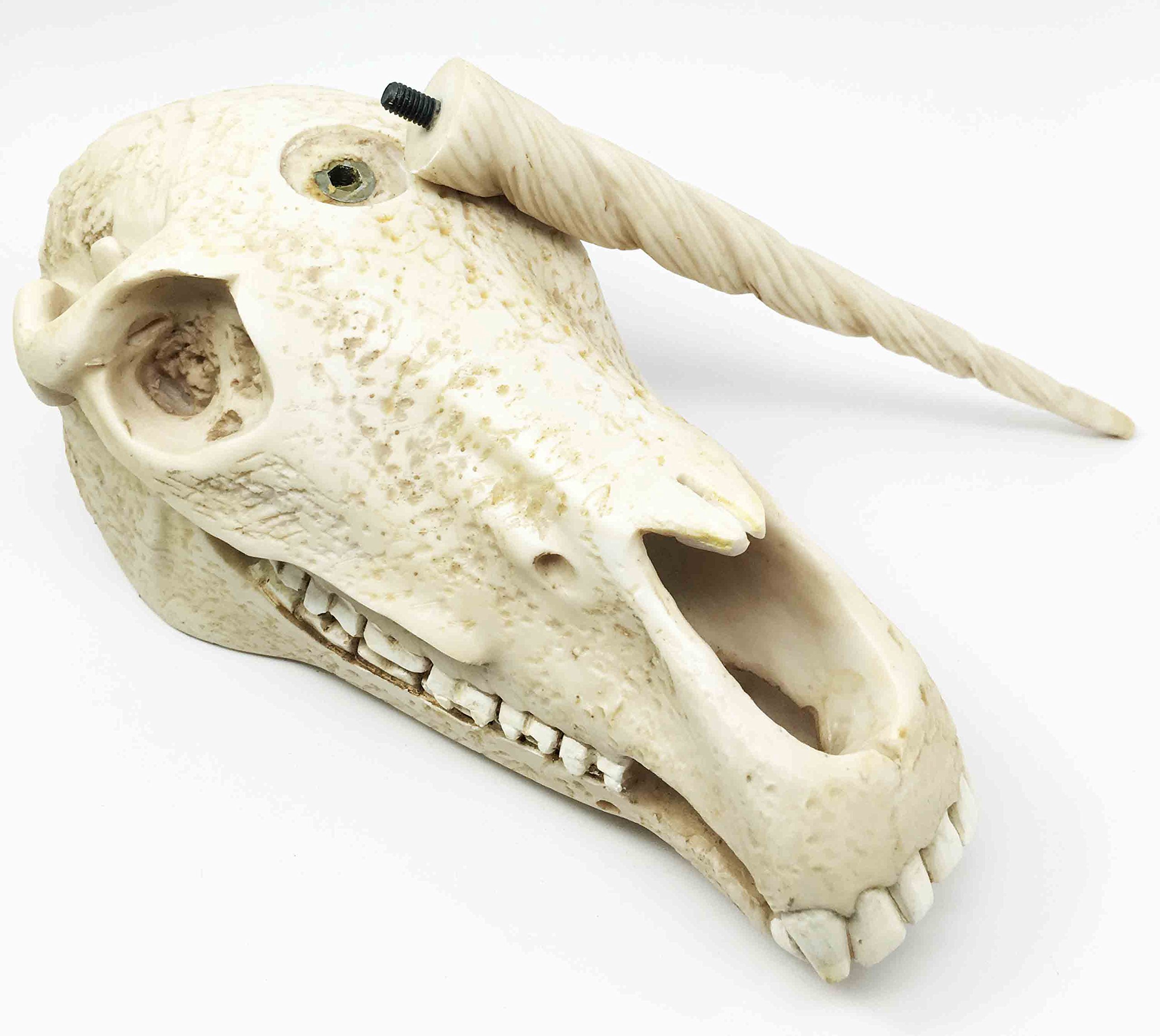 Ebros Ancient Fossil Unicorn Skull Statue Rare Mythical Creature ...