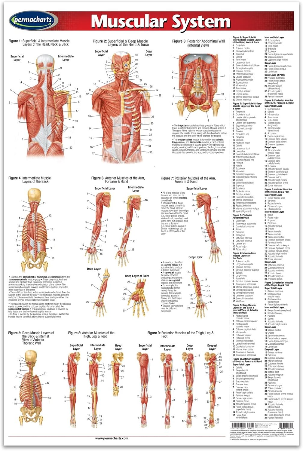 Système musculaire Chart Guide – 61 x 91,4 cm Affiche plastifiée ...