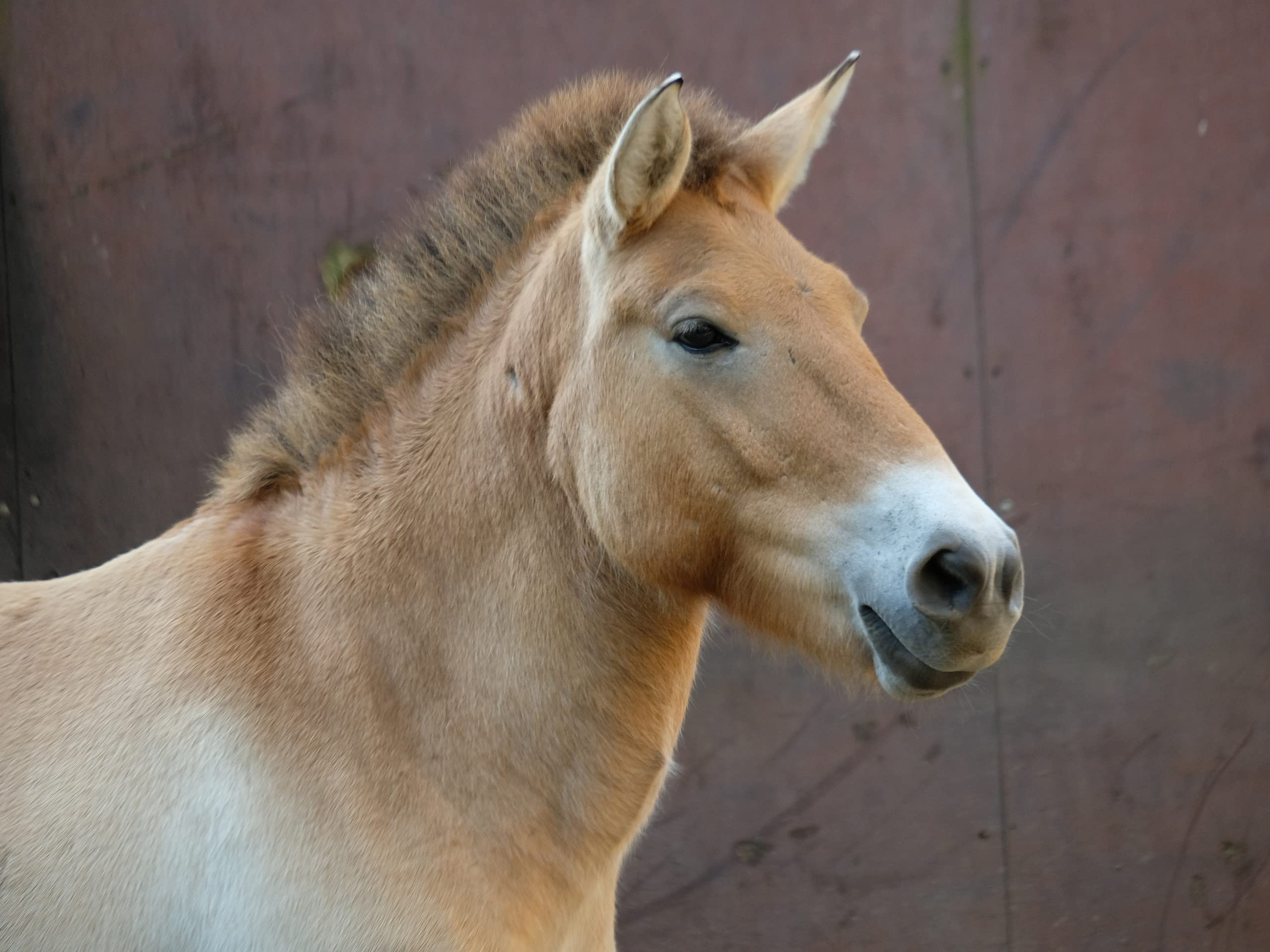 Watch The Zoo - Season 4 | Prime Video