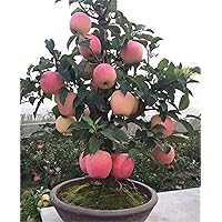 Amazon.com : Dwarf Bonsai Apple Tree Seeds 30 Seeds Grow Exotic Indoor Fruit Tree Rare Seeds ...