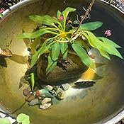 Amazon.com: US Toy Assorted Color and Design Tropical Fish Figure Play ...