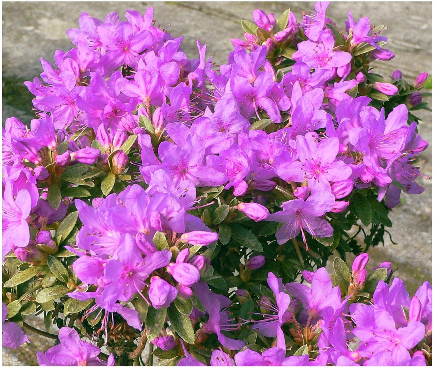 9cm Pot Dwarf Rhododendron Pink Drift Large Rose Pink Flowers Garden ...