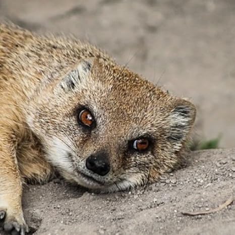 Amazon.com: cute mongoose Wallpaper -- HD Wallpapers of cute mongoose ...