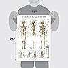 Palace Learning Skeletal System Anatomical Chart - LAMINATED - Human ...