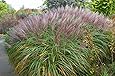 Red Maiden Grass 15 Seeds, Miscanthus Sinensis, Plume Grass: Amazon.co ...