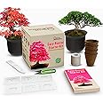 Amazon.com : Grow Your own Bonsai kit | Crafts Hobby Kits for Adults | Easily Grow 4 Types of ...