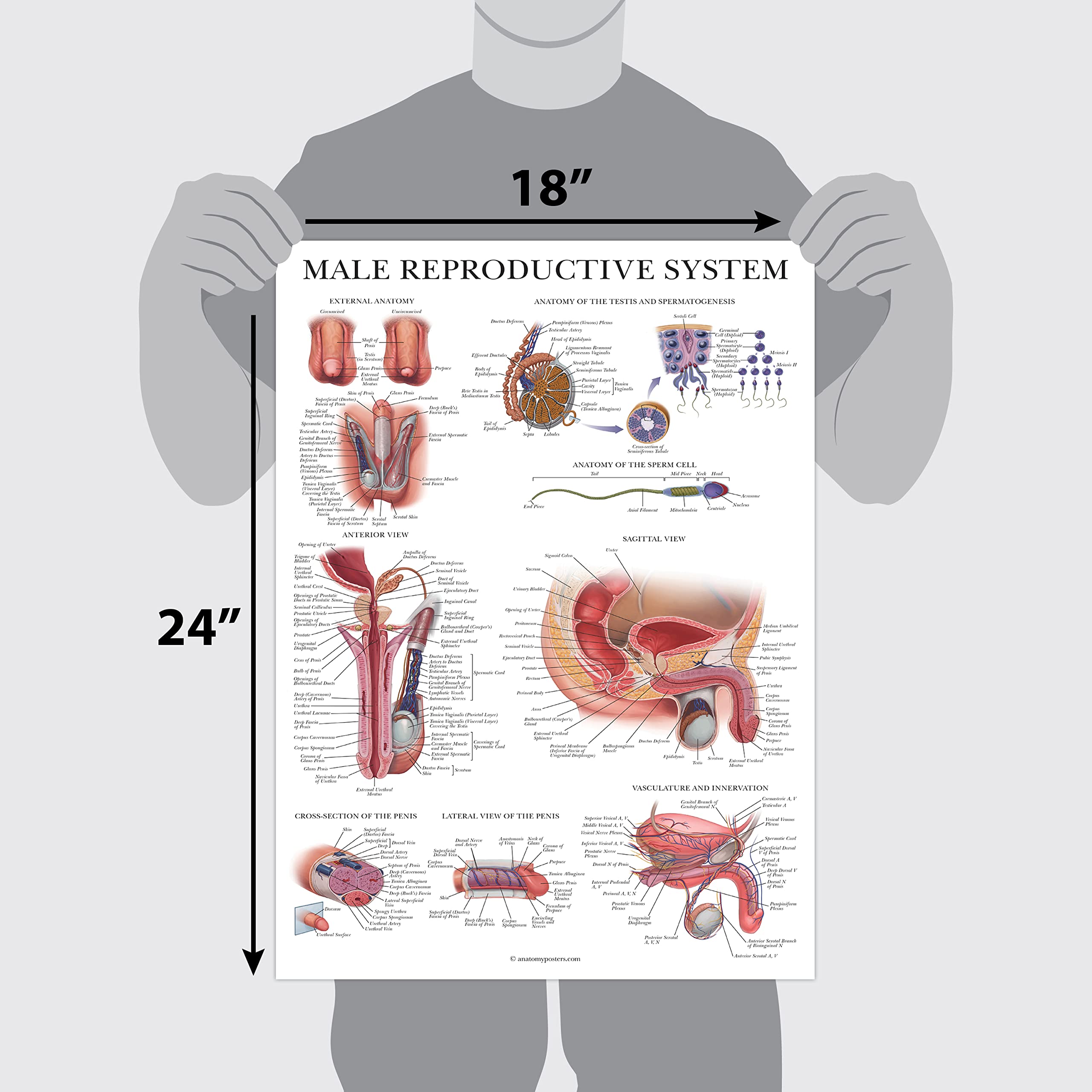 Mua Palace Learning 2 Pack Male & Female Reproductive System Anatomical ...