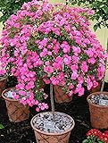 BONICA - Bareroot Weeping Full Standard Rose - Fabulous Cascading ...