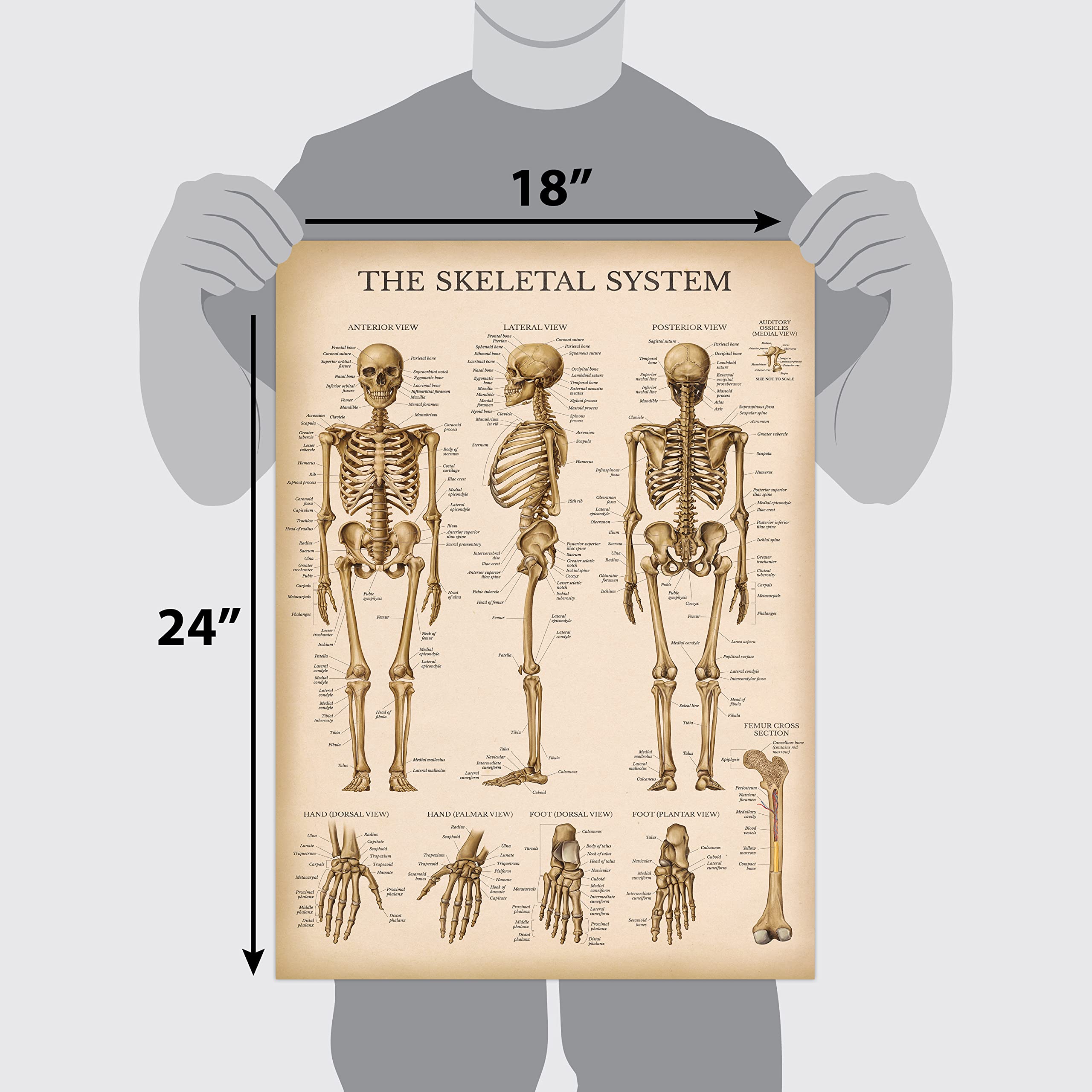 Mua Palace Learning Vintage Skeletal System Anatomical Chart - Human ...