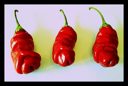 Willy Chilli 10 Seeds,Penis Chili, Peter Pepper Chilli Seeds: Amazon.co ...
